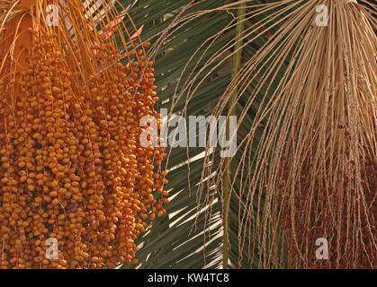 Date palm tree with clusters of green dates fruit Stock Photo - Alamy
