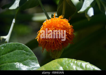 Flower from a Dendroseris litoralis,(Robinson Crusoe Islands' Cabbage ...