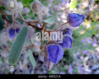 Colorful blooming flowers in Perth botanical garden with its collection ...