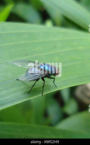 The blue bottle fly, known for its metallic blue color, is a species of ...