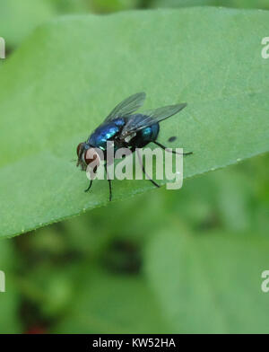 fly [calliphora vomitoria] Stock Photo - Alamy
