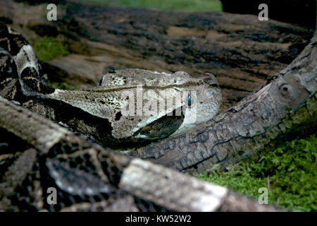 Bitis gabonica, Gaboon viper , Bitis gabonica, is a viper species ...