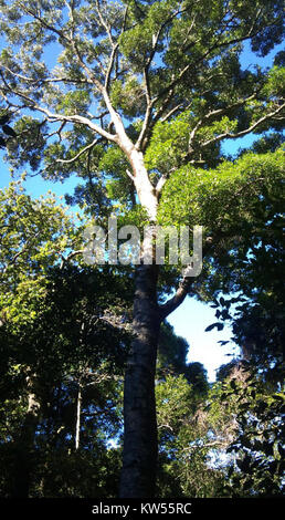 A Black Ironwood tree in the indigenous forests of Cape Town, captured ...