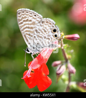 Leptotes marina, also known as the Marine Blue butterfly, was observed ...
