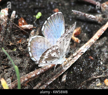 Arrowhead Blue (Glaucopsyche piasus Stock Photo - Alamy