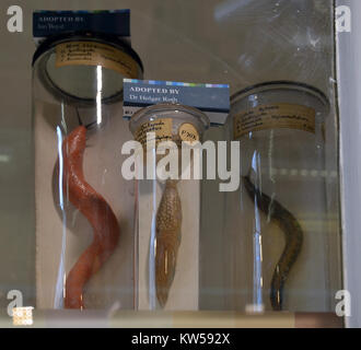 The Blaschka Collection at the Grant Museum of Zoology in London ...
