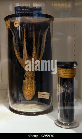 The Blaschka Collection at the Grant Museum of Zoology in London ...