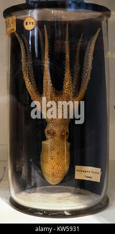 The Blaschka Collection at the Grant Museum of Zoology in London ...