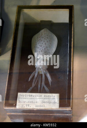 The Blaschka Natural History Museum in London offers a detailed ...