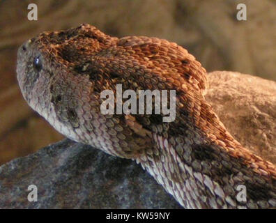 A Puff Adder (Bitis arietans), a highly venomous snake from South ...