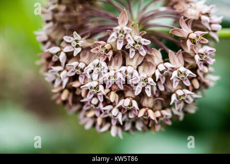 Showy Milkweed (Asclepias speciosa) plants dispersing seeds from pods ...