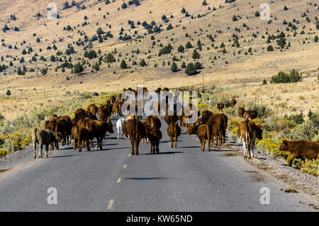 Cattle drive along Catlow Valley Road in Harney County, Oregon, USA ...