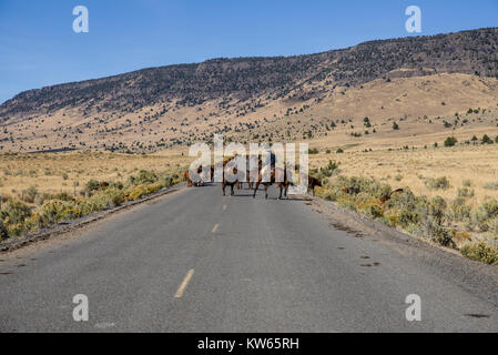 Cattle drive along Catlow Valley Road in Harney County, Oregon, USA ...