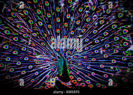 Java green Peafowl (Pavo muticus), Bali Bird Park, Indonesia Stock ...