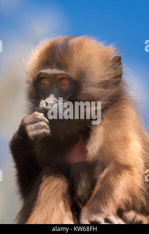 Baby Gelada baboon (Theropithecus Gelada), North Ethiopia Stock Photo ...