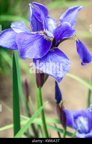 Blue Iris sibirica "Navy Brass" Blooms Siberian Iris sibirica Stock ...