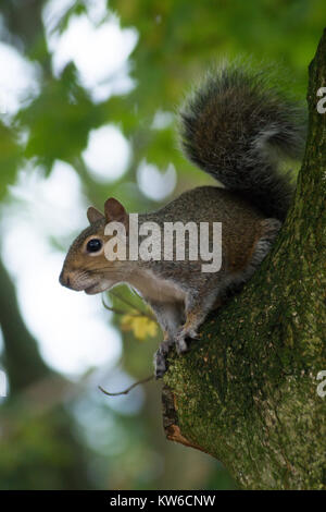 Portrait of a grey squirrel in the welsh countryside United Kingdom uk ...