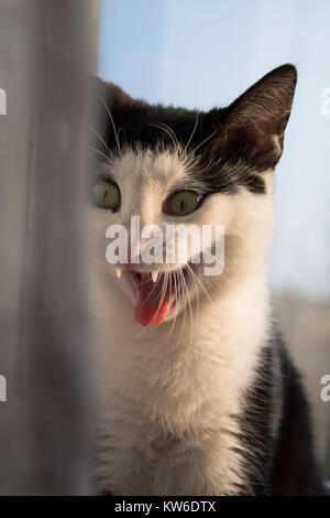 Funny cat sitting closeup face on balcony railing of apartment in Lviv ...
