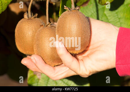 Fuzzy kiwi, Marion County, Oregon Stock Photo - Alamy
