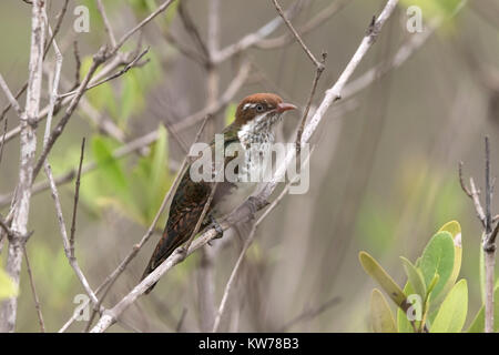 Juvenile Diederik Cuckoo, Chrysococcyx caprius, in Grahamstown/Makhanda ...