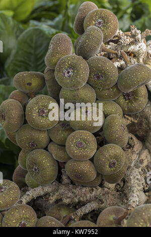 Fruit of a Ficus Auriculata, Roxburgh Fig fig tree from Asia Stock ...