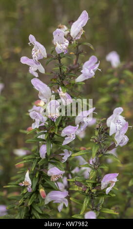 False Rosemary, Conradina canescens, a shrubby wild mint from south ...