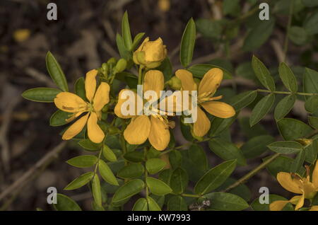 Bahama Cassia, Senna mexicana chapmanii, in flower; Florida Stock Photo ...