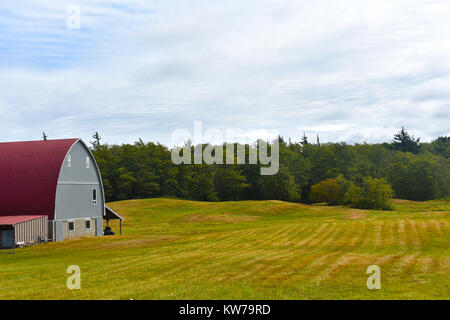 A beautiful agricultural field with evergreen trees on a foggy day ...