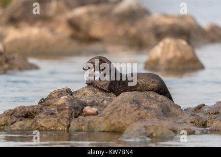 Spotted necked otter (Hydrictis maculicollis) eating Leopard squeaker ...