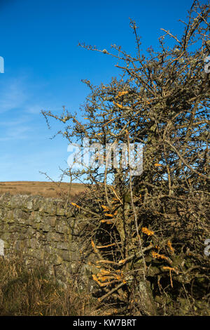 Hedgerow damaged by mechanised flailing, Northumberland national park ...