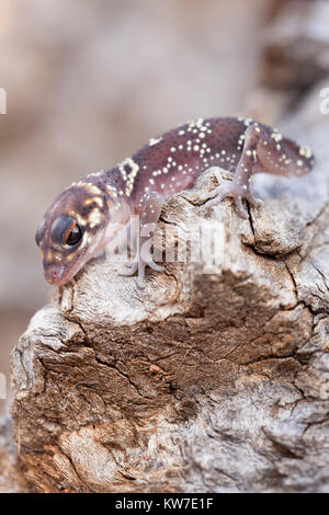 Barking Gecko (Underwoodisaurus milii). Entwood Sanctuary. Sandleton ...