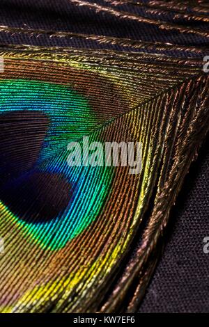 Macro Photo of Peacock Feather, Spectacular Colour Via Irredescence ...