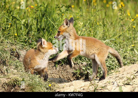 Angry red fox close up Stock Photo - Alamy