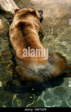 Zoo: Brown bear in the pool Stock Photo - Alamy