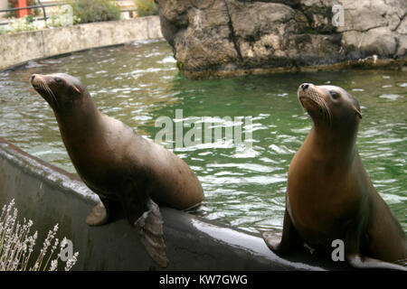 Sea lion trained to perform tricks at the ZOO Stock Photo - Alamy