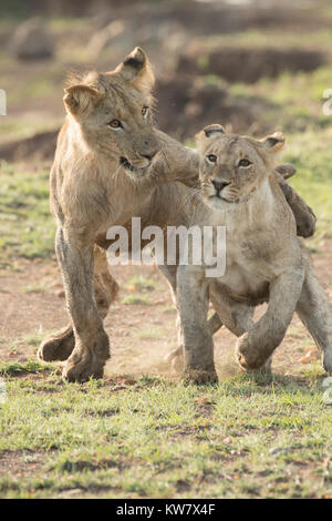 Two lion (Panthera pardus) cubs playing together in the Masai Mara game reserve Stock Photo - Alamy