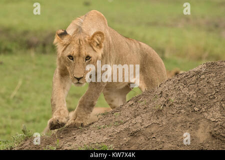 Standing Lion (Panthera leo) looking sideways, side view Stock Photo ...