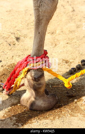 Hobbled camel, Janabiya camel farm, Kingdom of Bahrain Stock Photo - Alamy