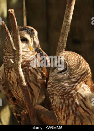 Barred owl (Strix varia) two sitting side by side, rear view, Corkscrew ...