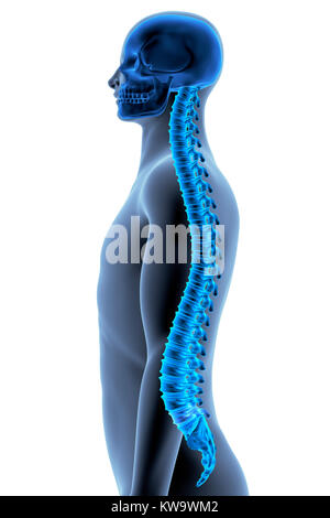 Human spine, side view Stock Photo - Alamy