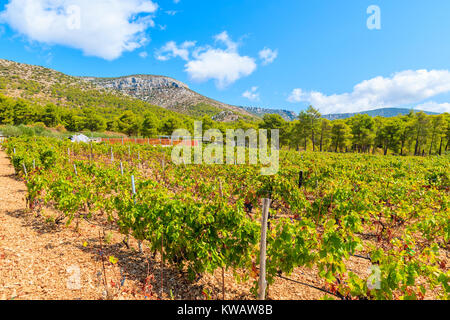 Beautiful sunny landscape with vineyards near Geneva Lake and Swiss ...