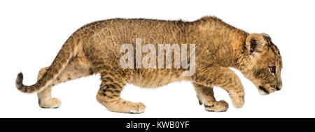 Side view of a Lion cub, 4 weeks old, isolated on white Stock Photo - Alamy