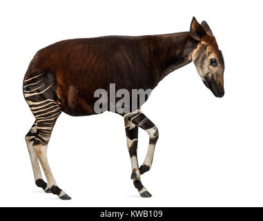Okapi side view profile in Blijdorp zoo, Rotterdam, the Netherlands ...