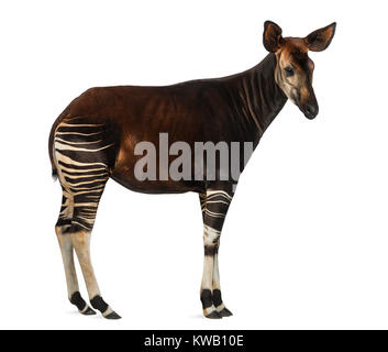 Side view of an Okapi standing, Okapia johnstoni, against white ...