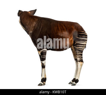 Side view of an Okapi standing, Okapia johnstoni, against white ...