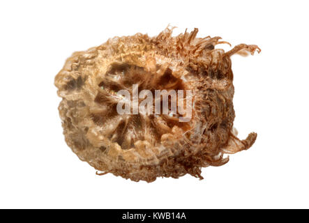 Egg of leaf insect - Phyllium philippinicum, isolated on white Stock ...