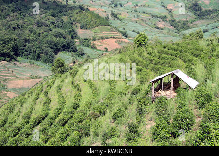 Tea plantation in Yunnan, China Stock Photo - Alamy