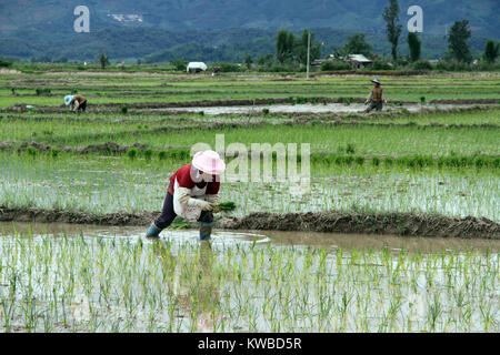 Chinese women planting rice on the banks of the Li river near Yangshuo ...