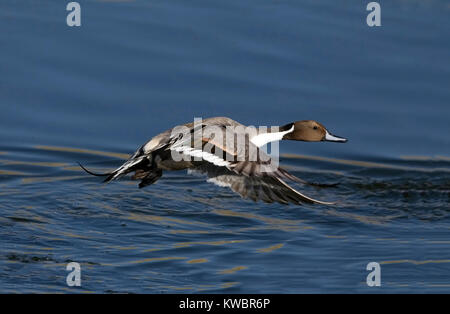 Northern pintail drake in flight Stock Photo - Alamy