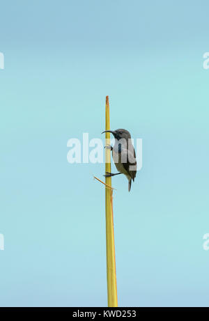 Seychelles Sunbird; Cinnyris dussumieri; Male; Seychelles Stock Photo ...